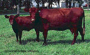 Tipos, razas... - Bovinos -Producción Animal
